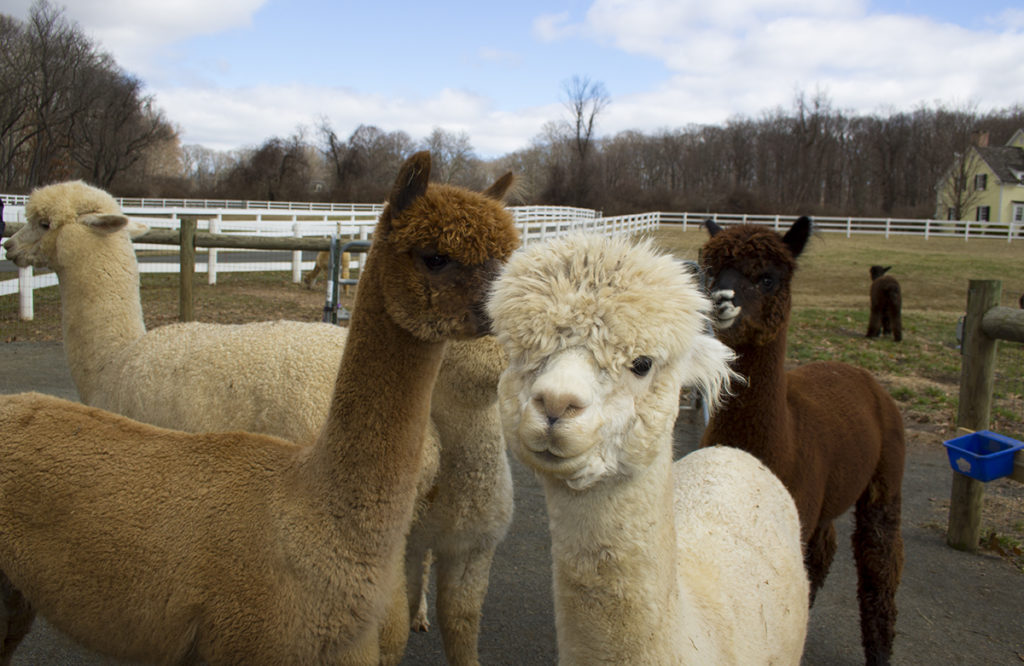 These Alpaca Farms in and Around NJ Are Worth the Trip - NJ Family