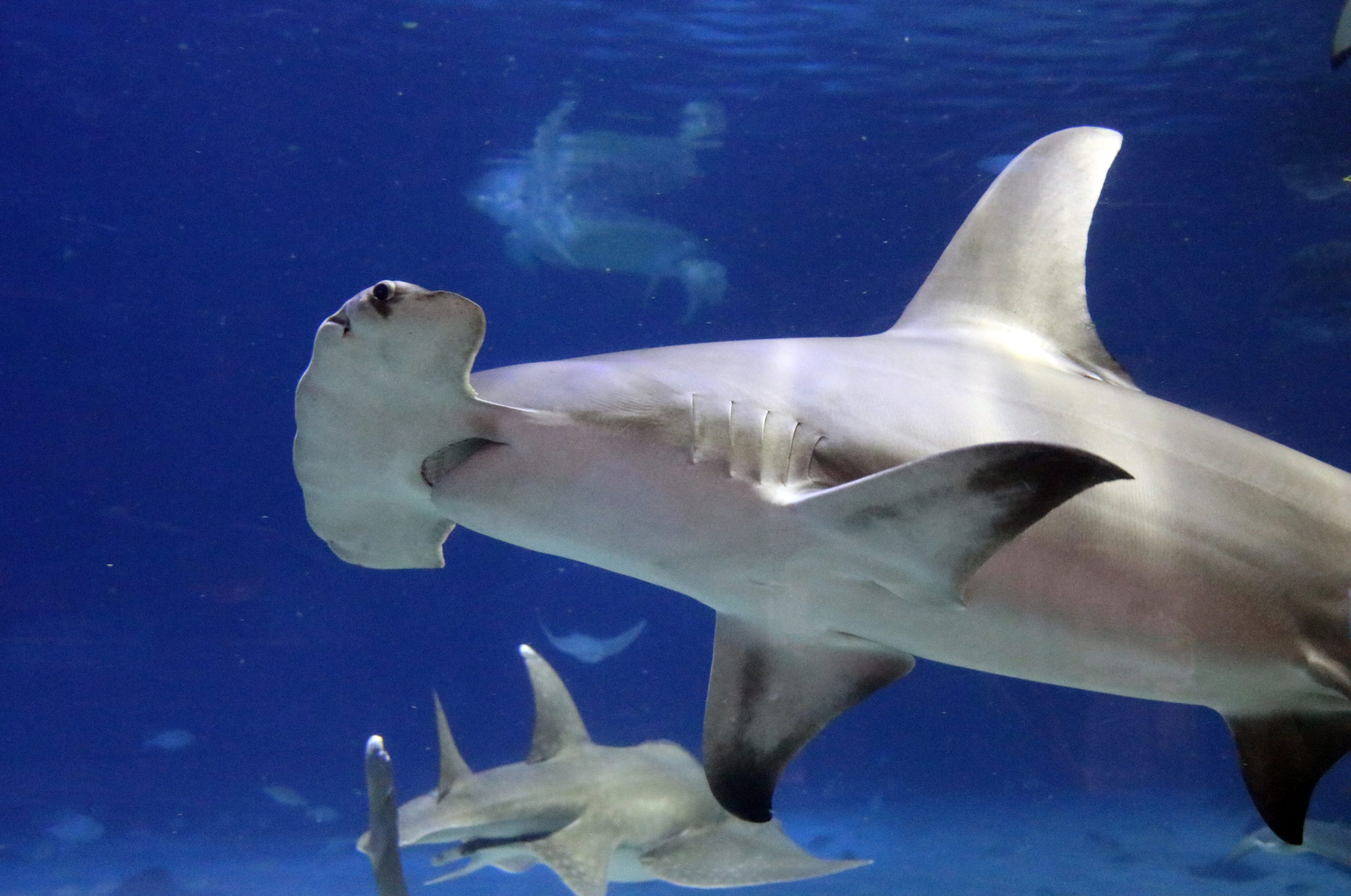 Come See the Scuba Tooth Fairy at Adventure Aquarium - NJ Family