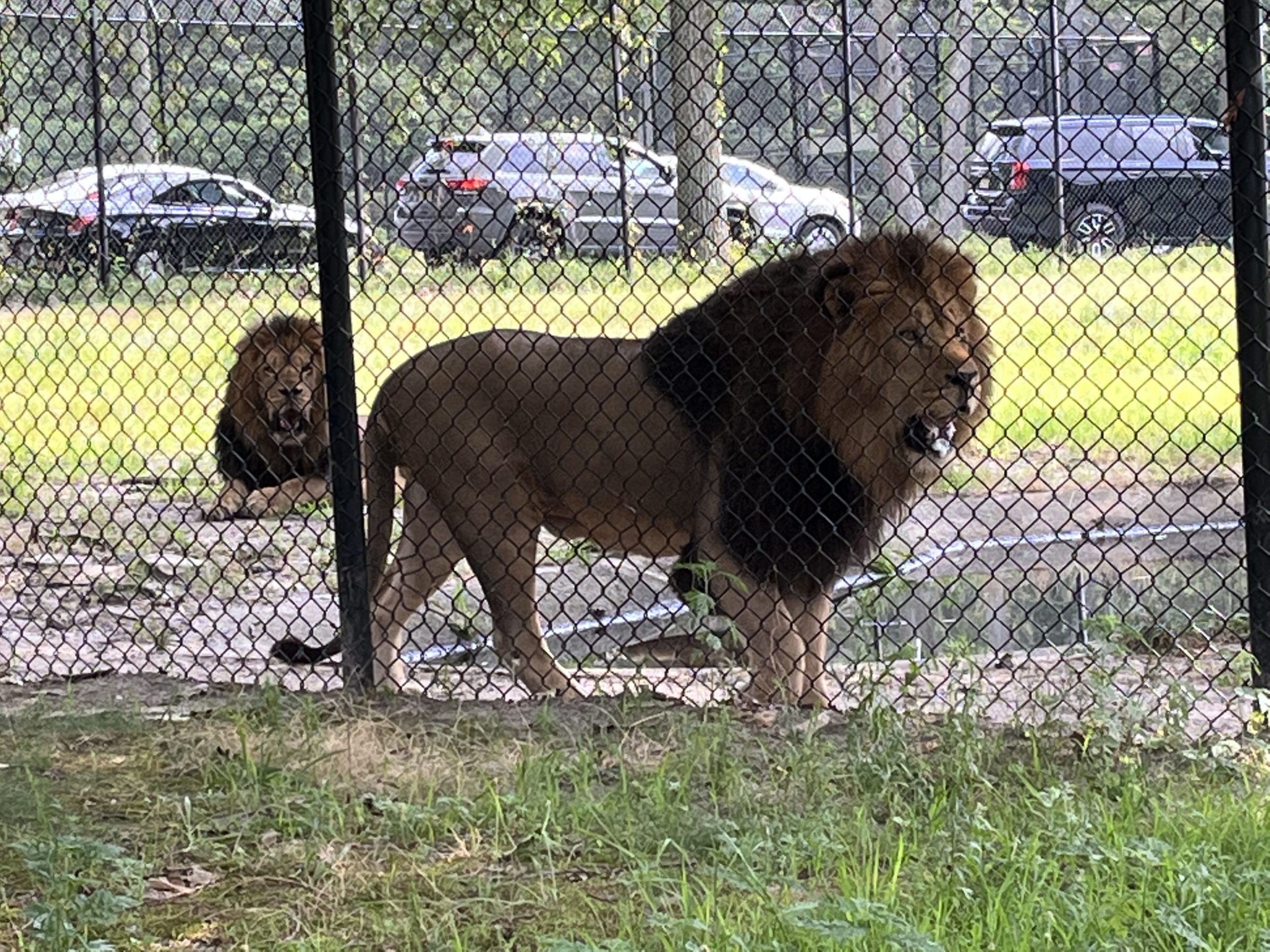 We Spent a Wild Night Camping at Six Flags Great Adventure's Safari ...