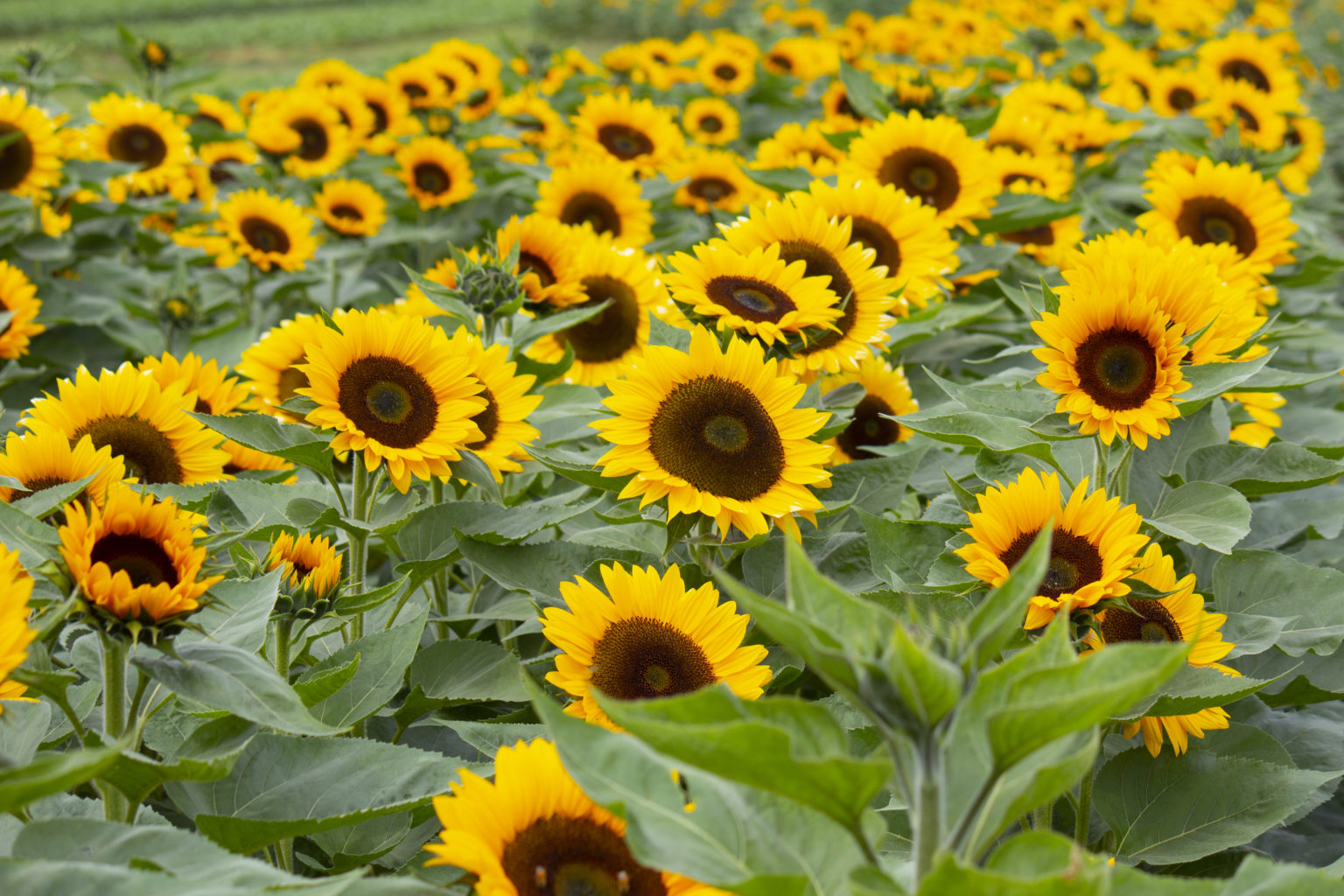 Pick Your Own Sunflowers at These NJ Farms - NJ Family
